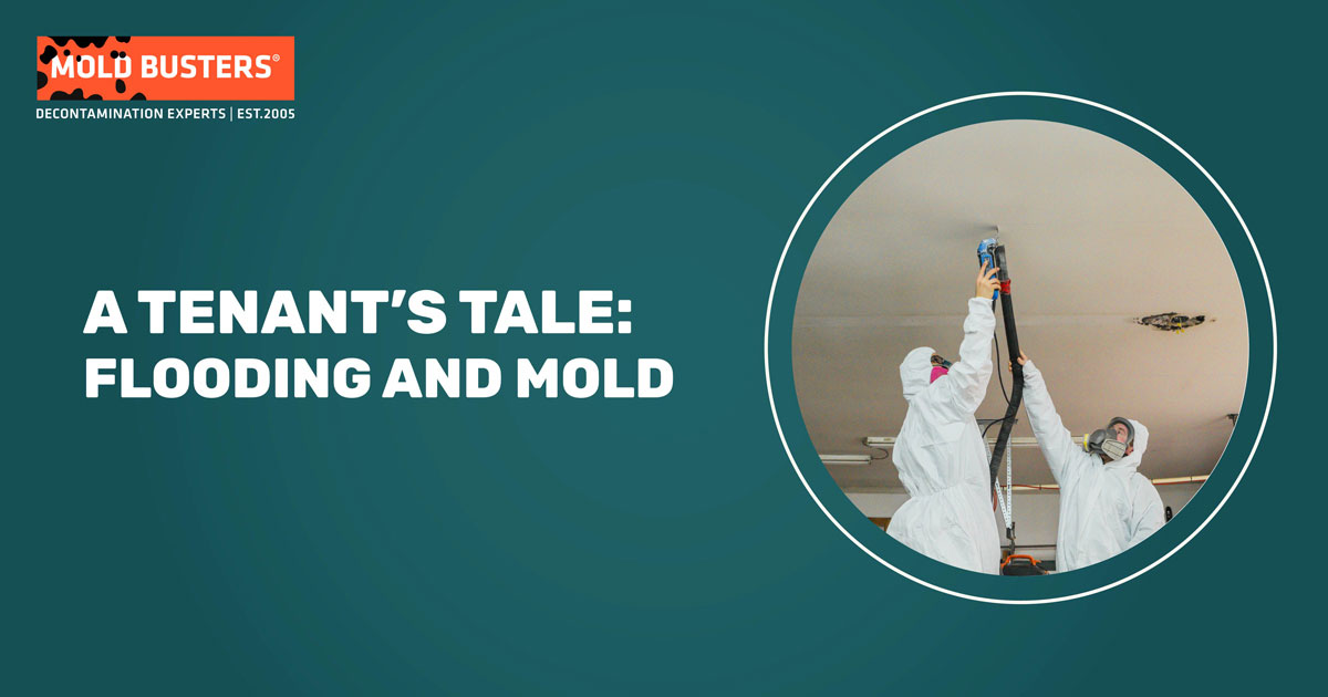 A Tenant's Tale: Flooding and Mold | Mold Busters Case Study