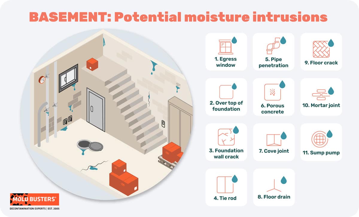 Comment prévenir la moisissure dans votre sous-sol | Mold Busters
